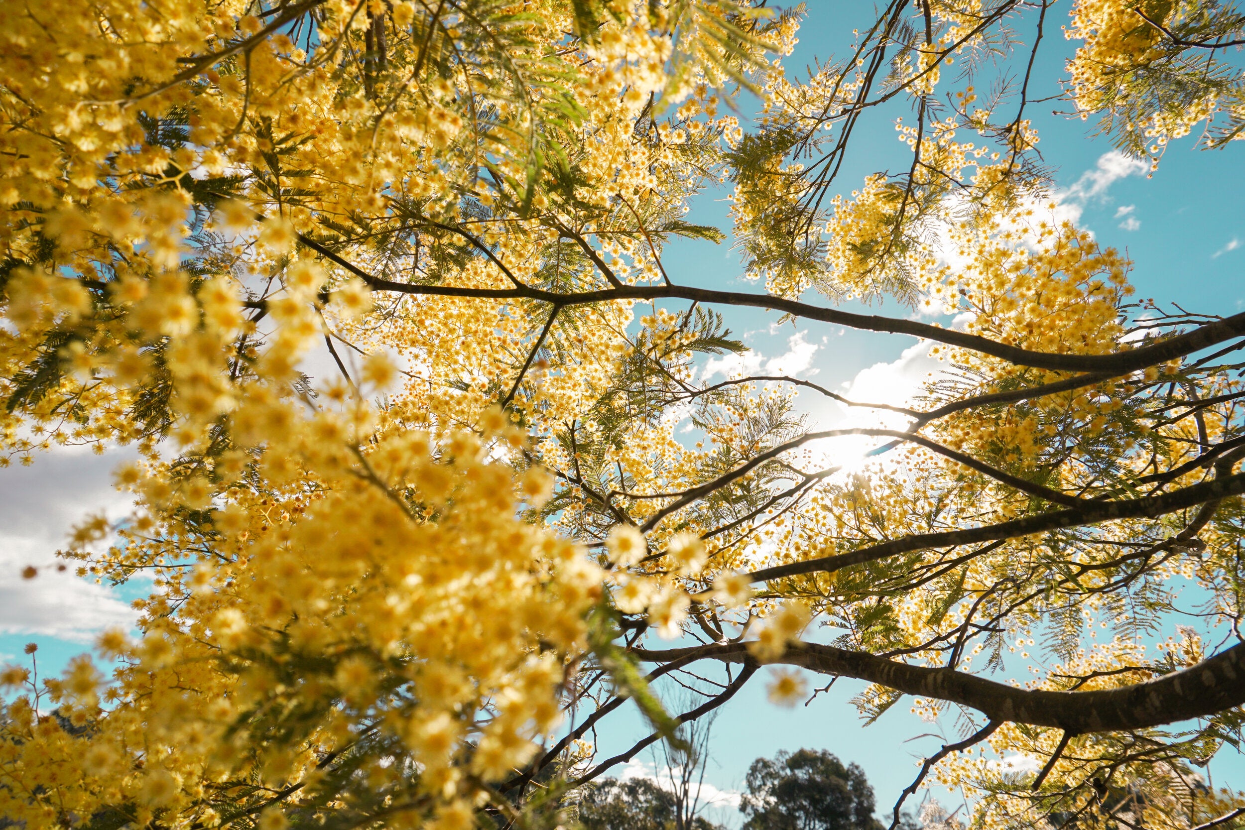 Loftus Public School P&C – Loftus Public School P&C Association